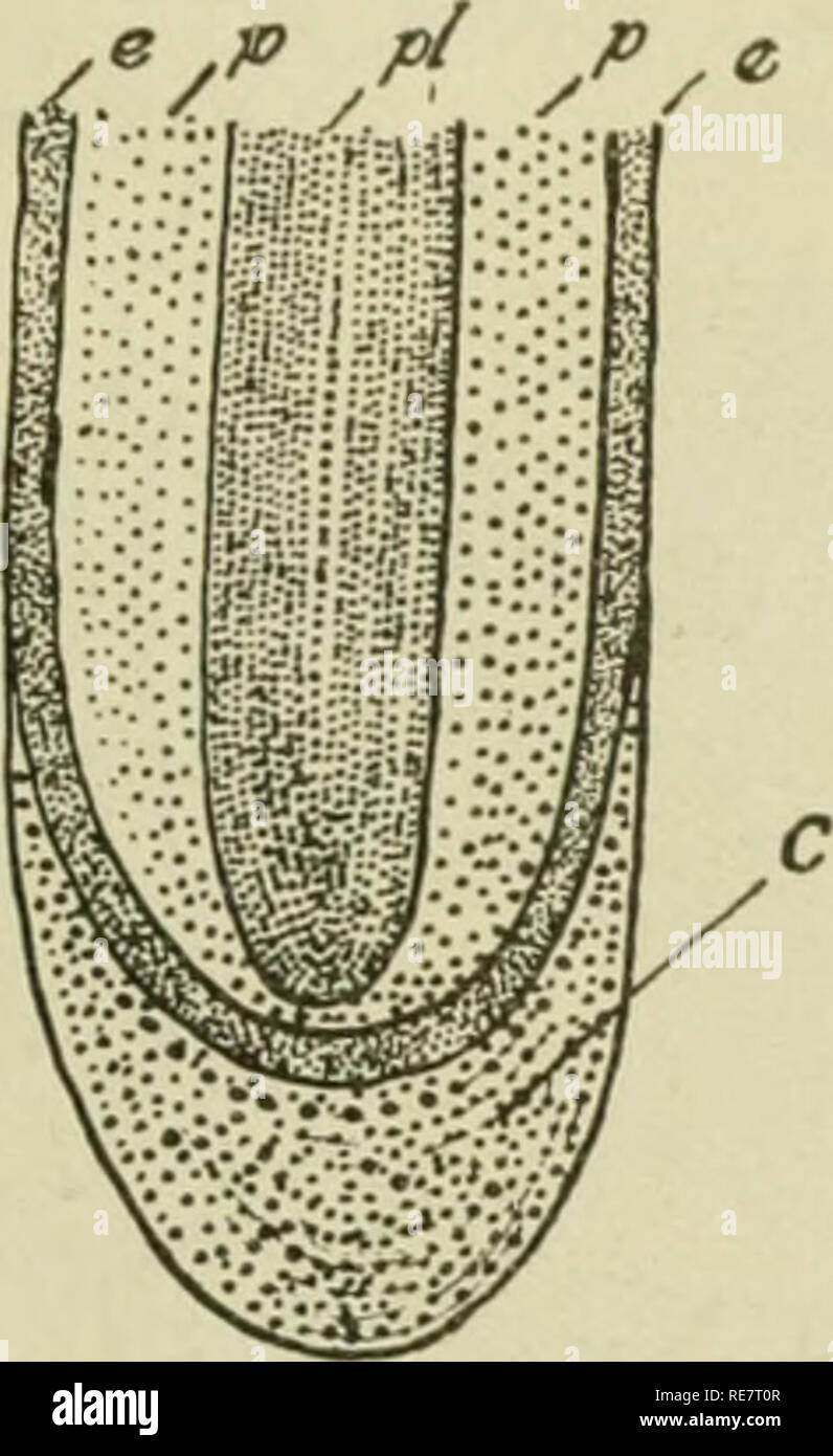 Root cap of corn hi-res stock photography and images - Alamy