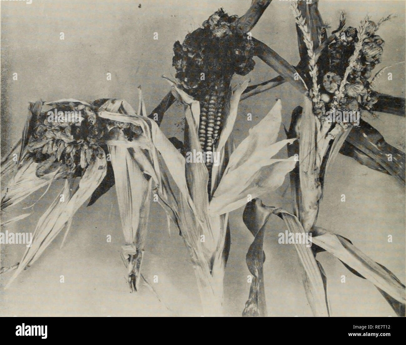 . Corn smut caused by Ustilago maydis. Corn; Smut diseases. Fig. 4 ...