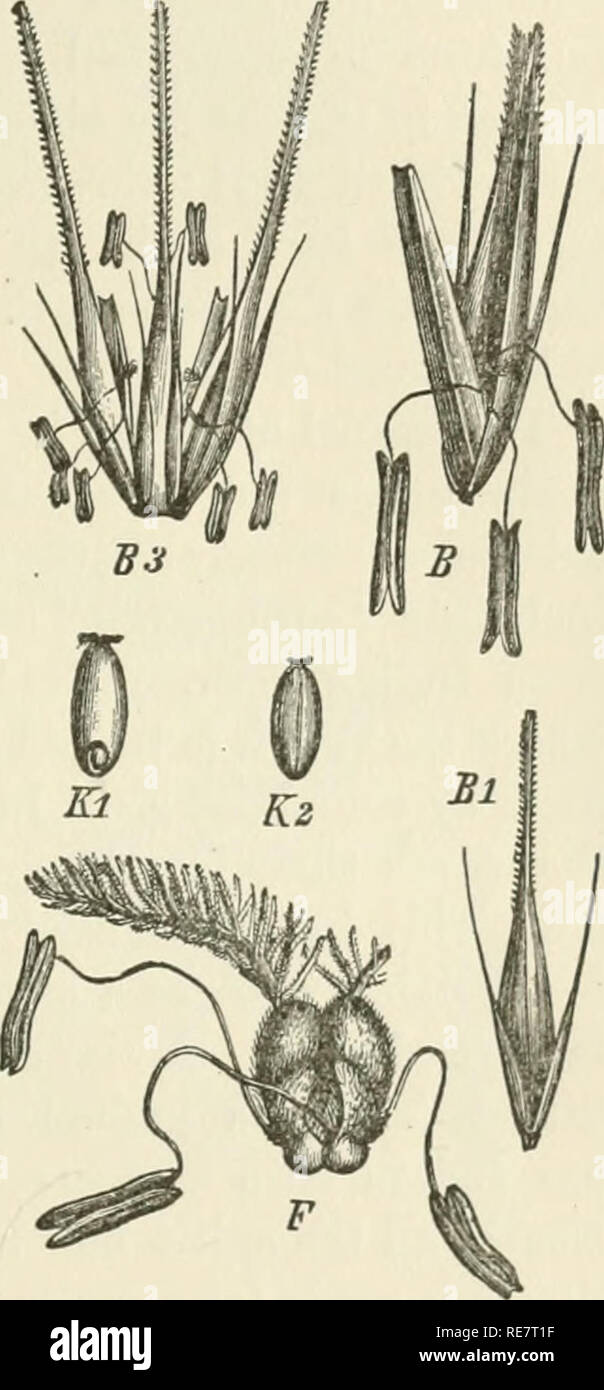 Thick layer of pith hi-res stock photography and images - Alamy