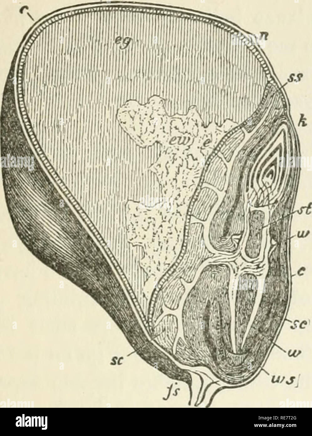 Maize Seed Structure