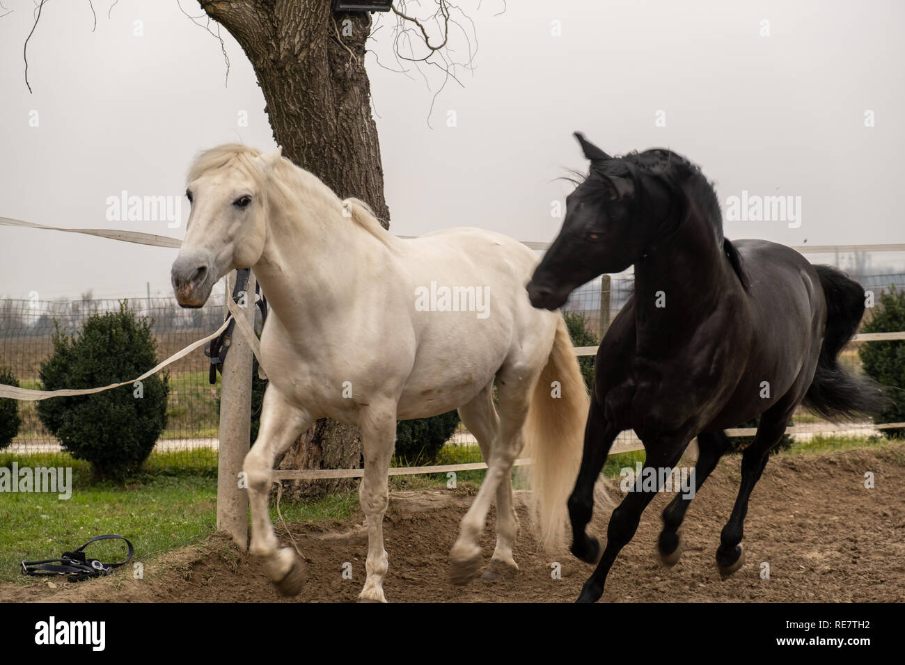 Two horses, one white and one black, playing, eating and having fun ...