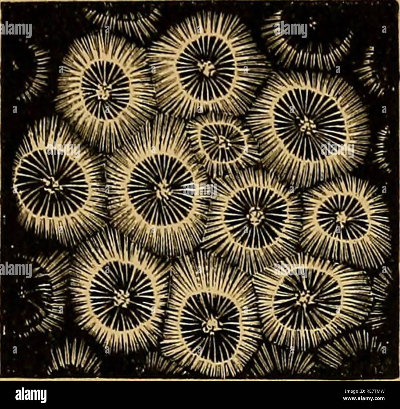 . Corals and coral islands. Coral reefs and islands; Corals. CORAL ...