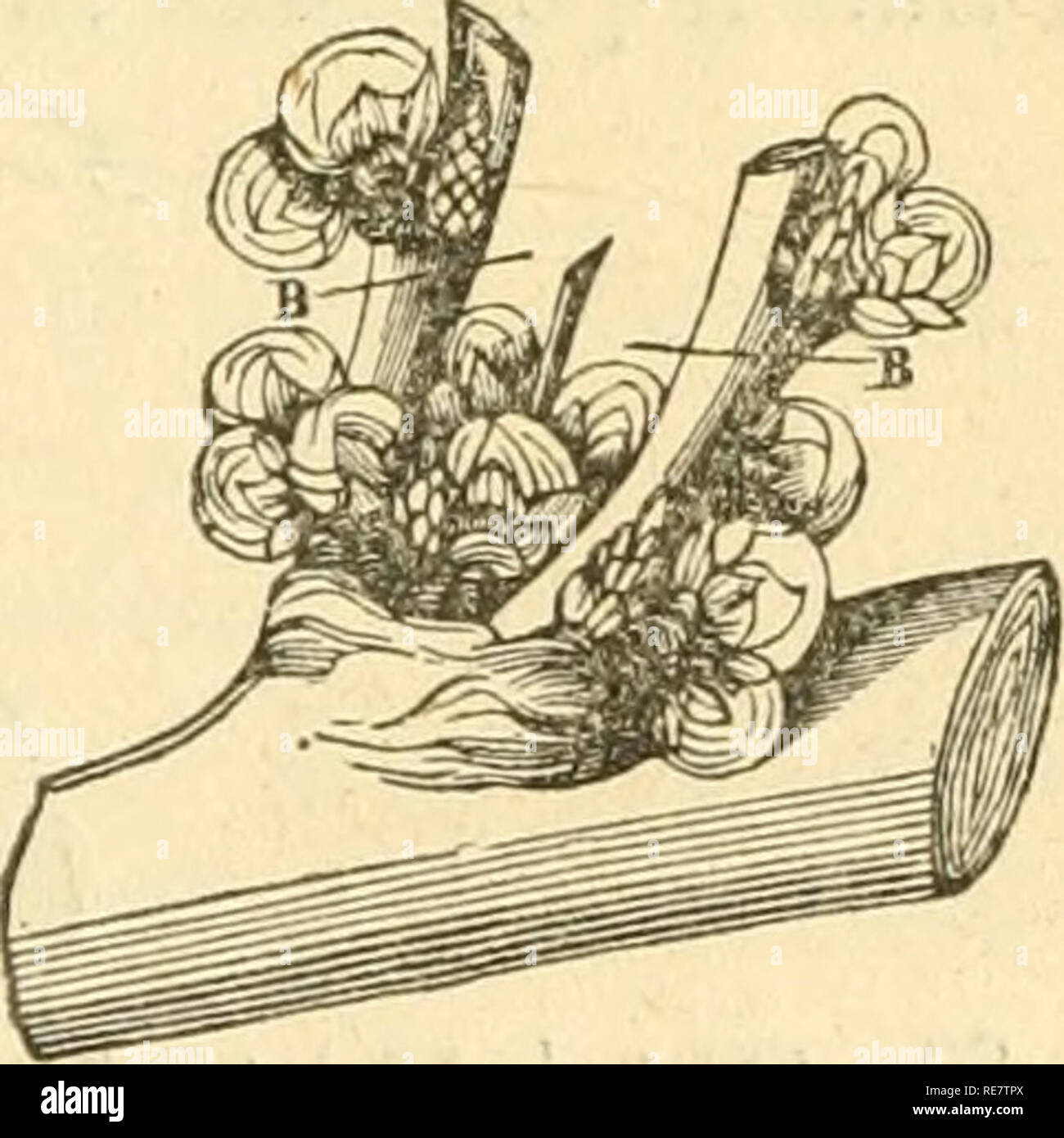 Vertical cordon fruit trees hi-res stock photography and images - Alamy