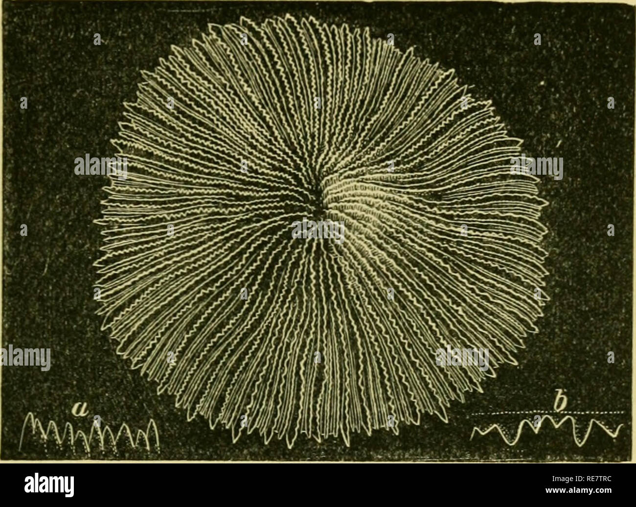 Foliaceous coral hi-res stock photography and images - Alamy