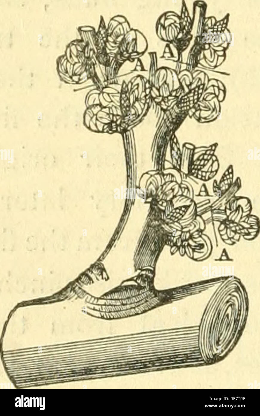 Vertical cordon fruit trees hi-res stock photography and images - Alamy