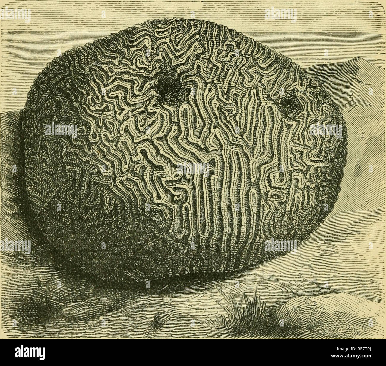 Foliaceous coral hi-res stock photography and images - Alamy