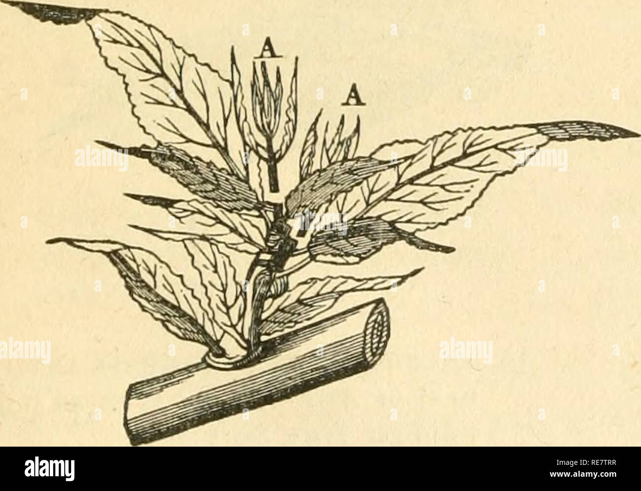 Vertical cordon fruit trees hi-res stock photography and images - Alamy