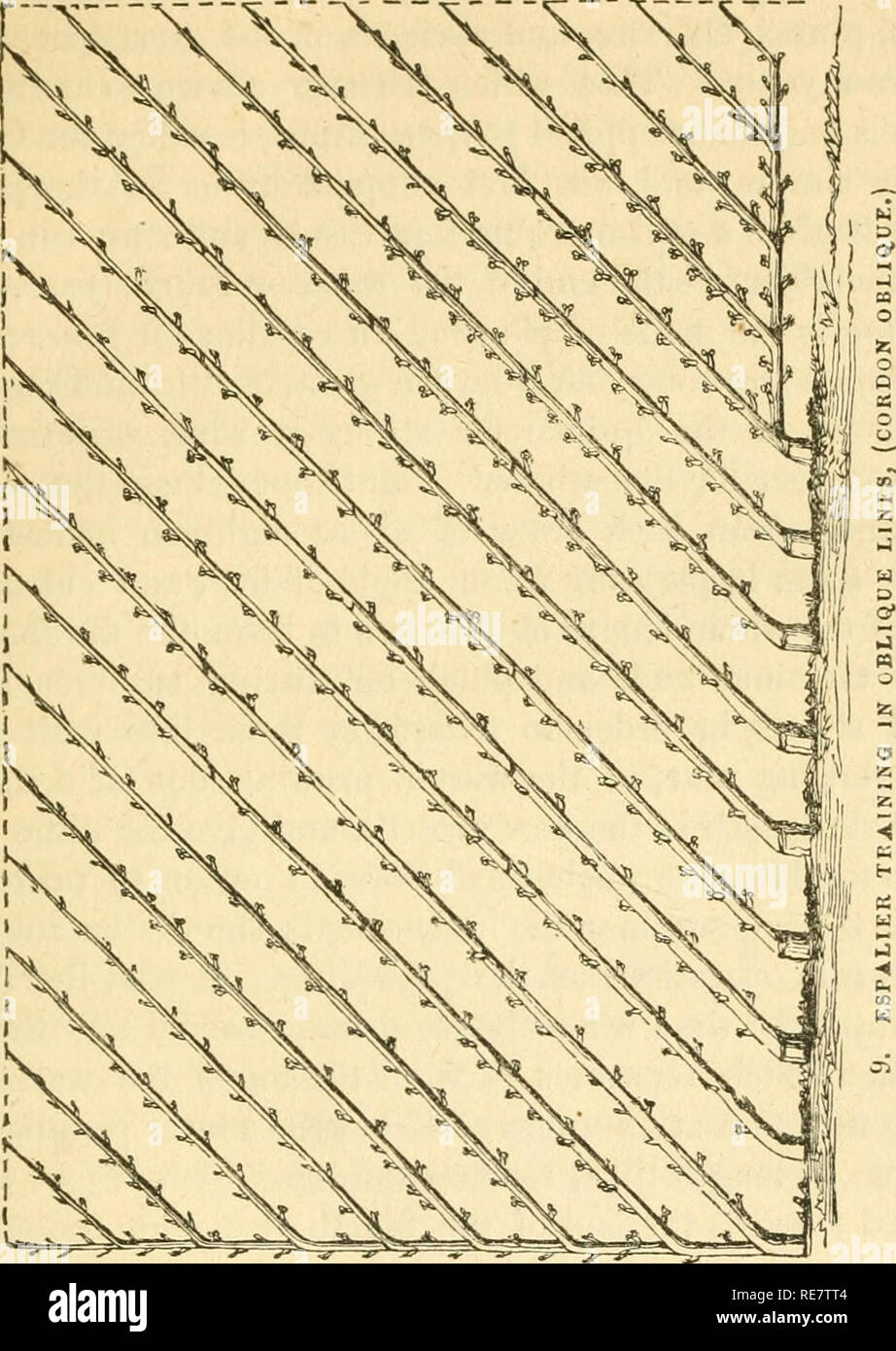 . Cordon training of fruit trees, diagonal, vertical, spiral ...