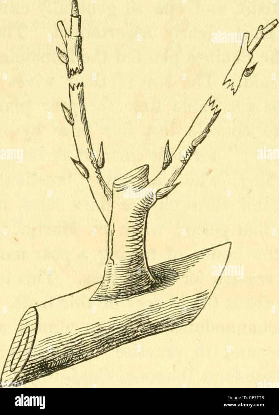 Vertical cordon fruit trees hi-res stock photography and images - Alamy