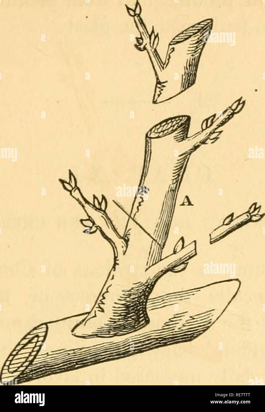 Vertical cordon fruit trees hi-res stock photography and images - Alamy