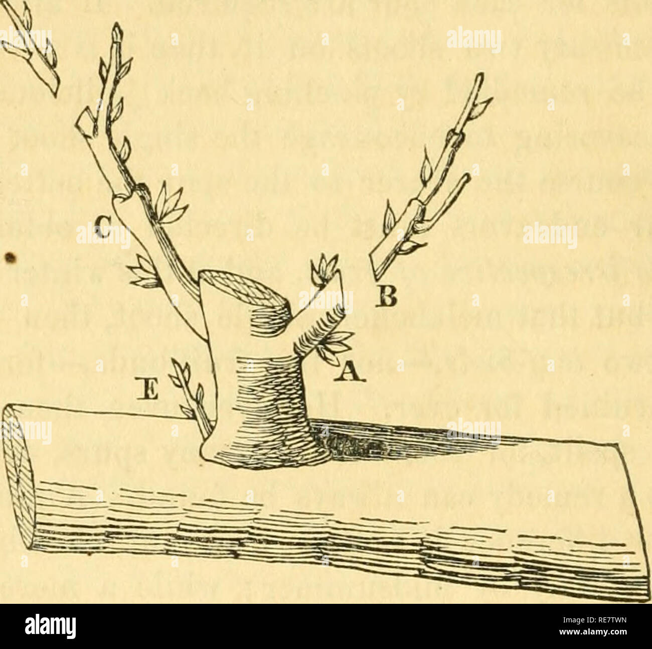 Vertical cordon fruit trees hi-res stock photography and images - Alamy