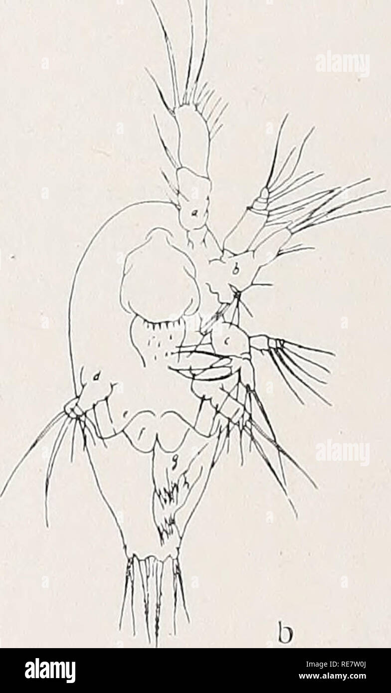 . Copepoden. Copepoda. Fig. 251. Nauplius von Oithona similis. a ...