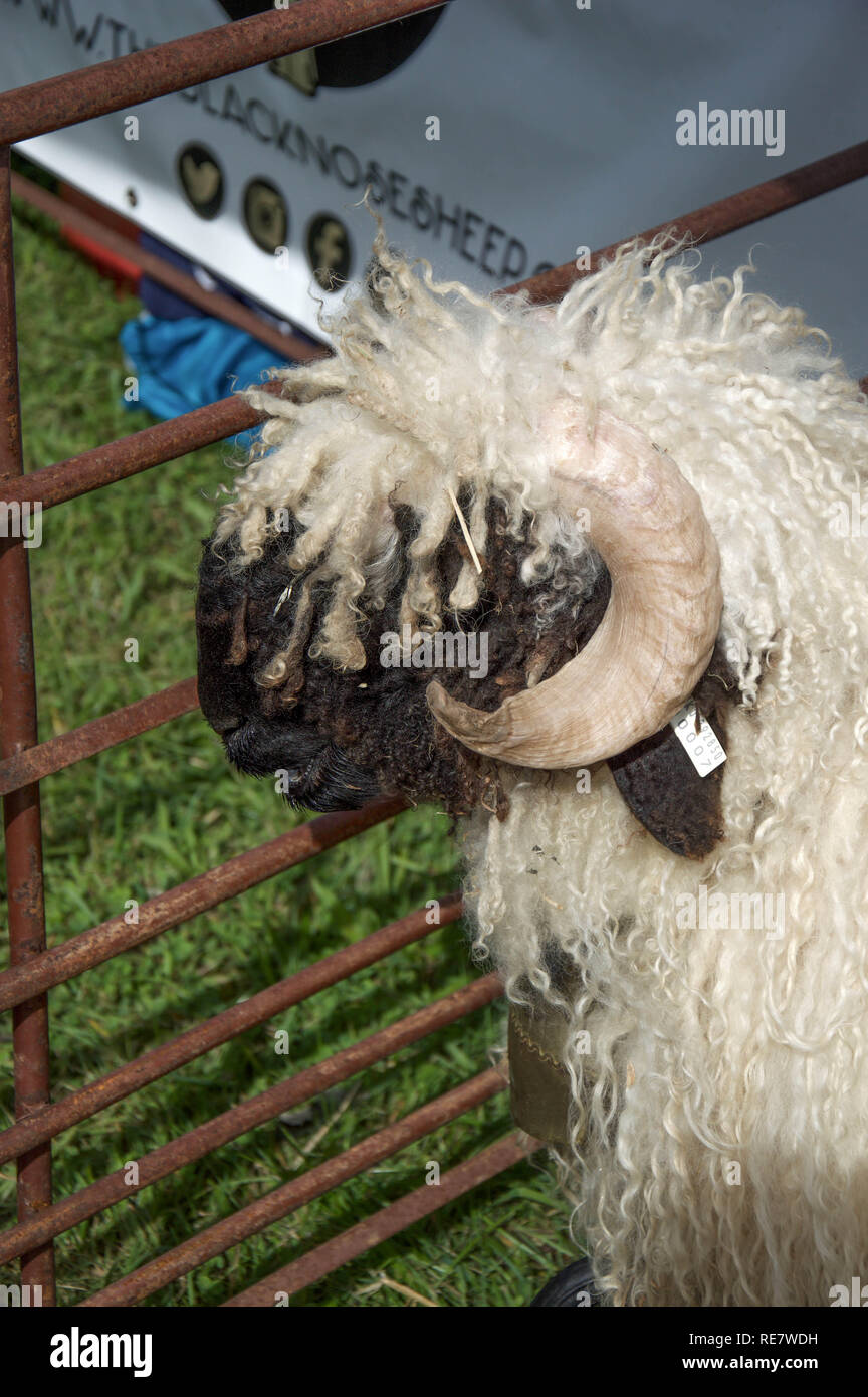 Sheep and life stock at agriculture show Stock Photo - Alamy
