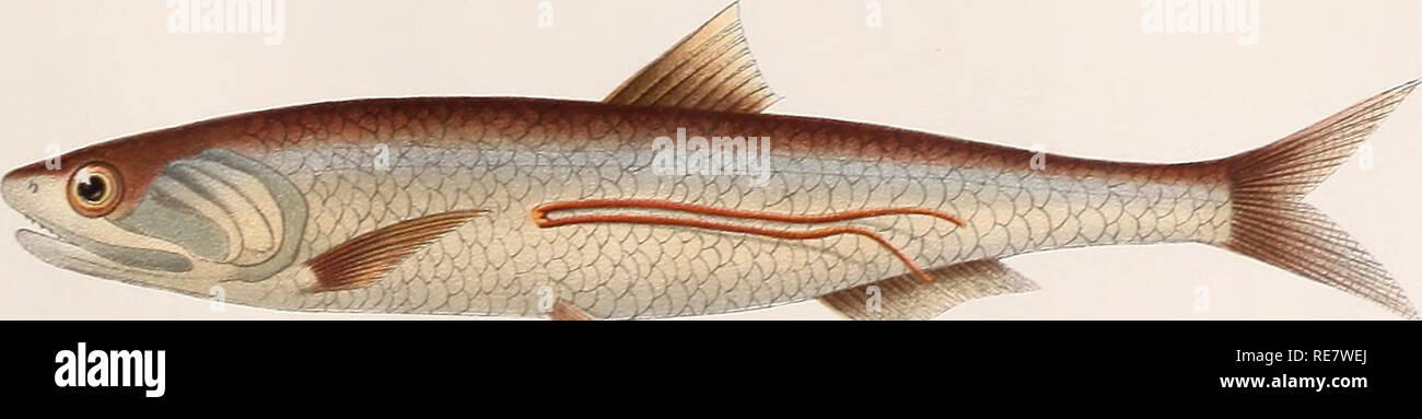 Parasites des poissons hi-res stock photography and images - Alamy