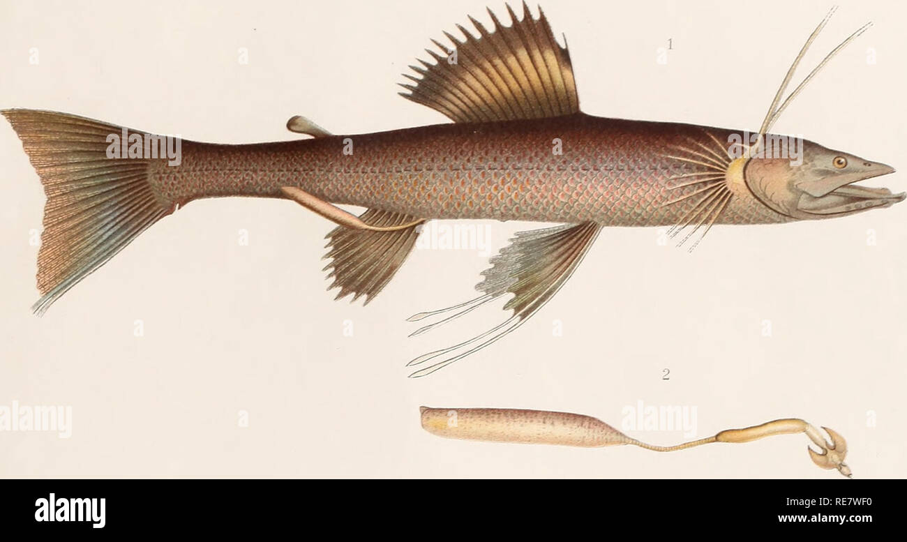 Parasites des poissons hi-res stock photography and images - Alamy