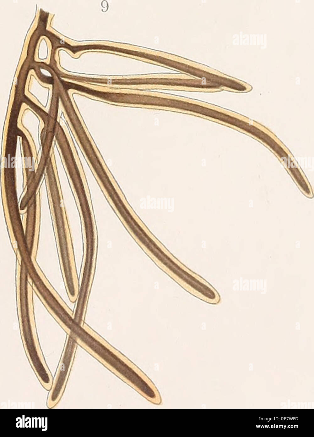 . Copépodes parasites de poissons et des échinides provenant des ...