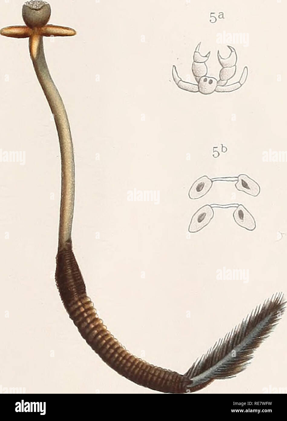 Parasites des poissons hi-res stock photography and images - Alamy