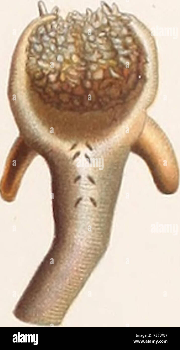 Parasites des poissons hi-res stock photography and images - Alamy