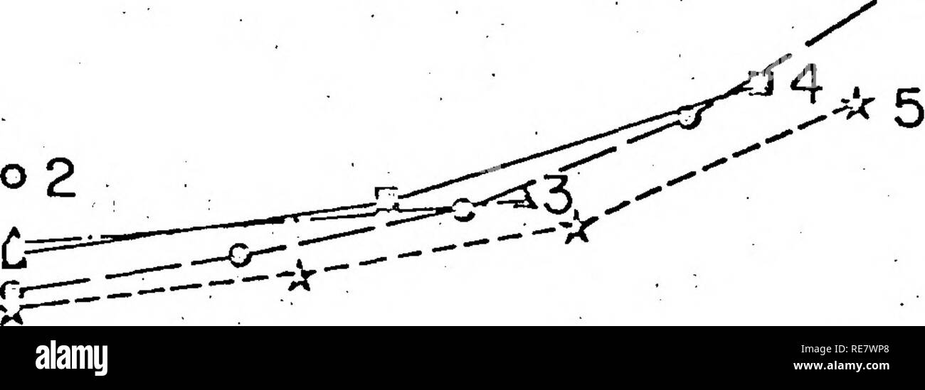 1000 rats Black and White Stock Photos & Images - Alamy