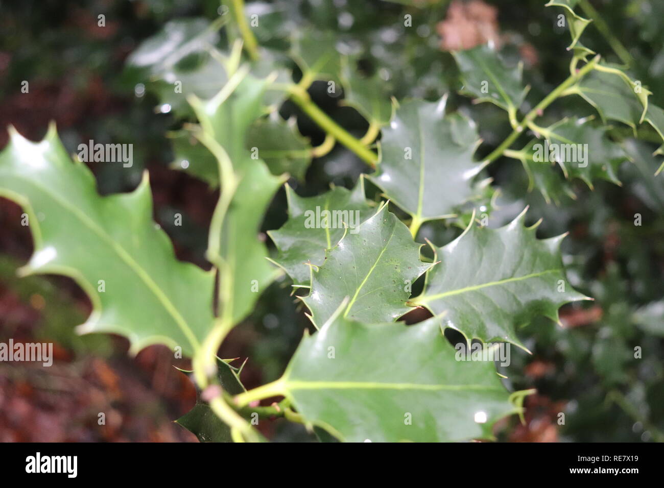 The holly and the ivy hi-res stock photography and images - Alamy
