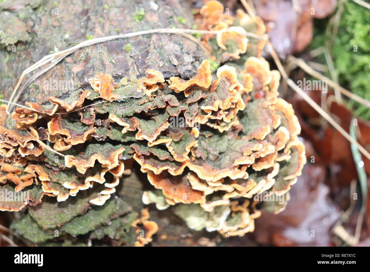 Fungus beetles hi-res stock photography and images - Alamy