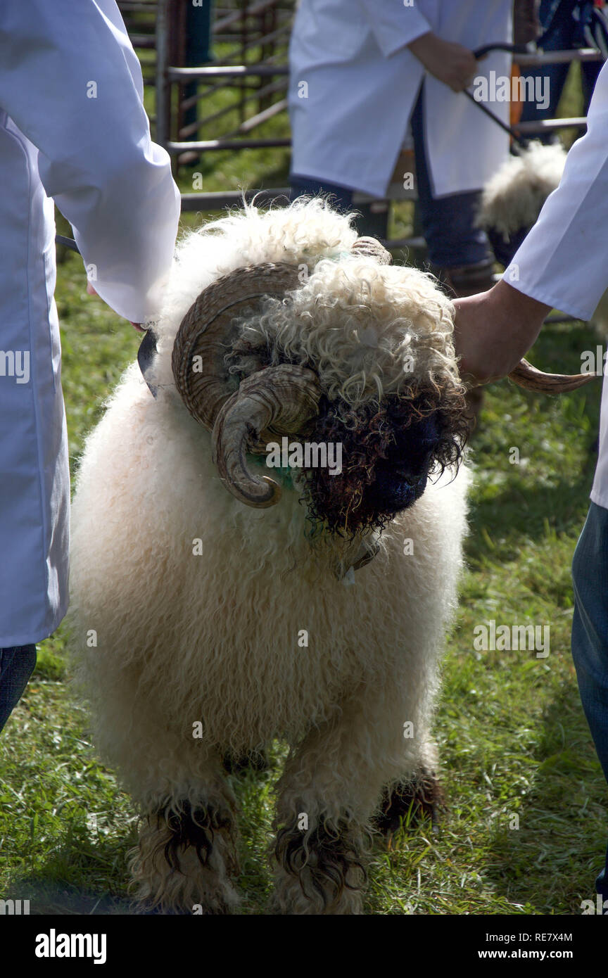 Sheep and life stock at agriculture show Stock Photo - Alamy