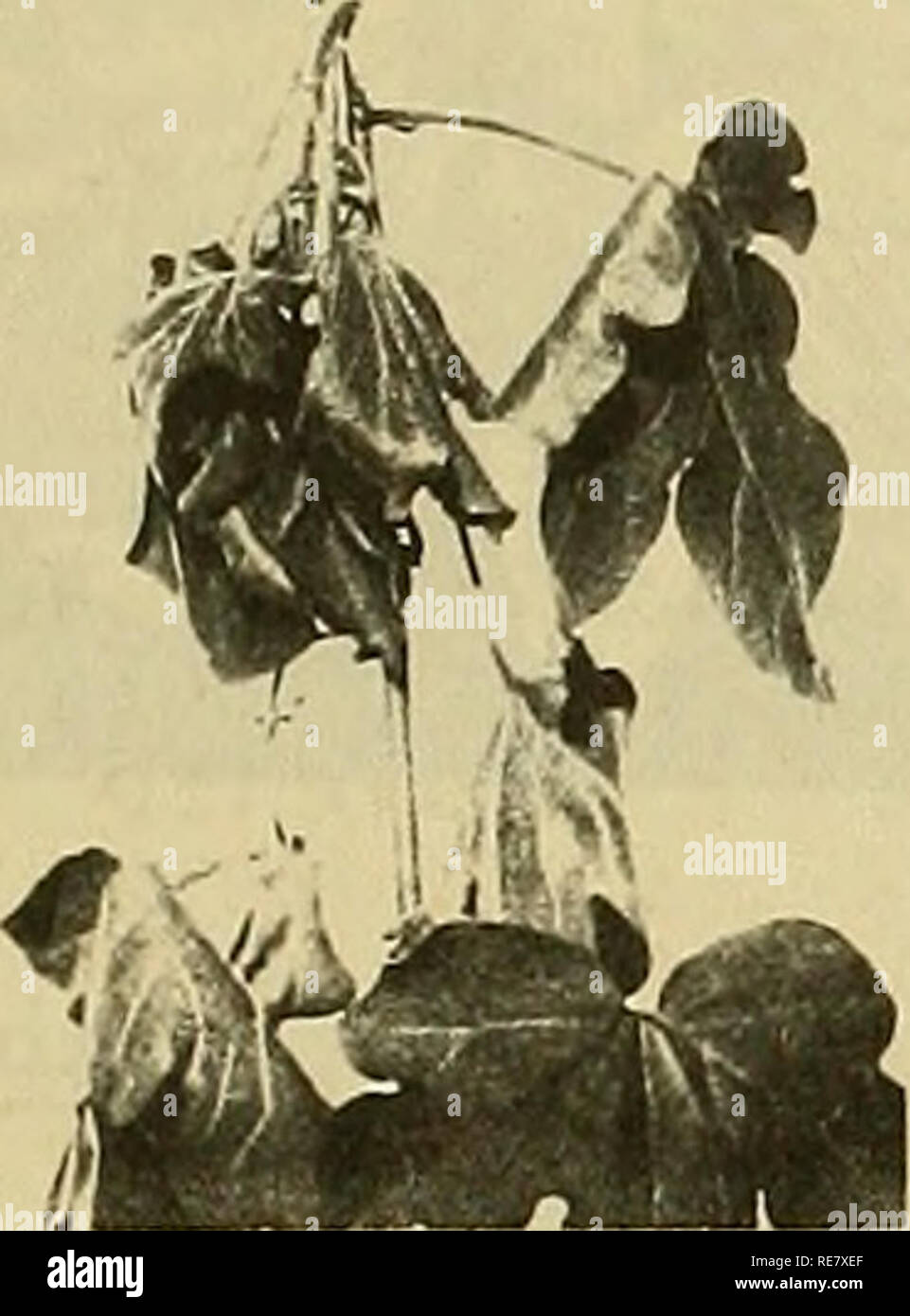 Spiny bollworm hi-res stock photography and images - Alamy