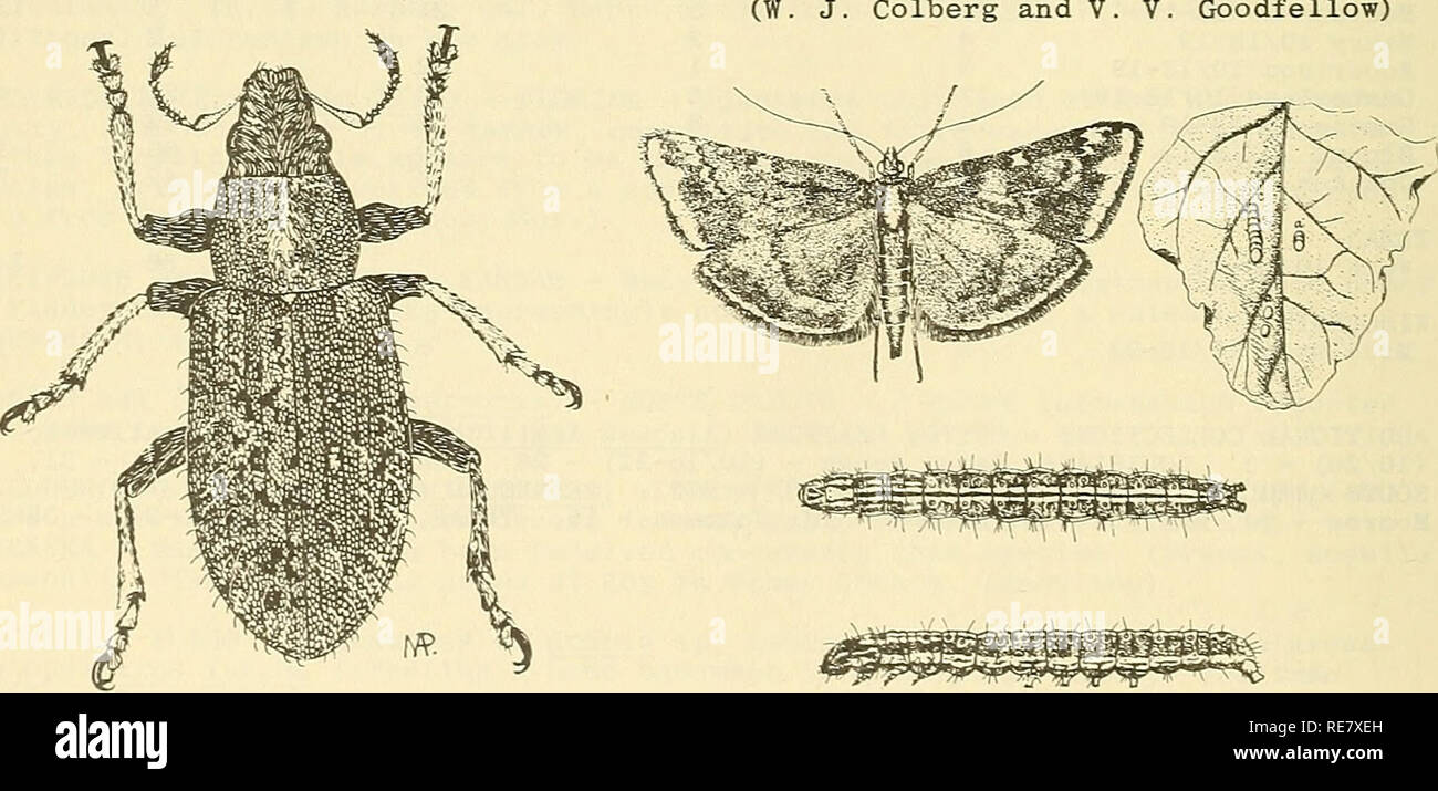 . Cooperative economic insect report. Beneficial insects; Insect pests ...