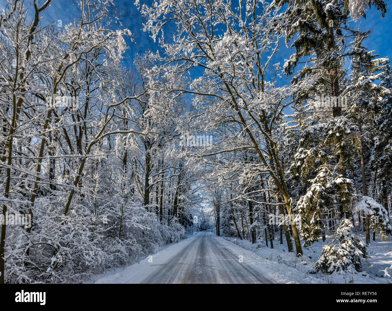Beech Tree In Winter High Resolution Stock Photography and Images - Alamy