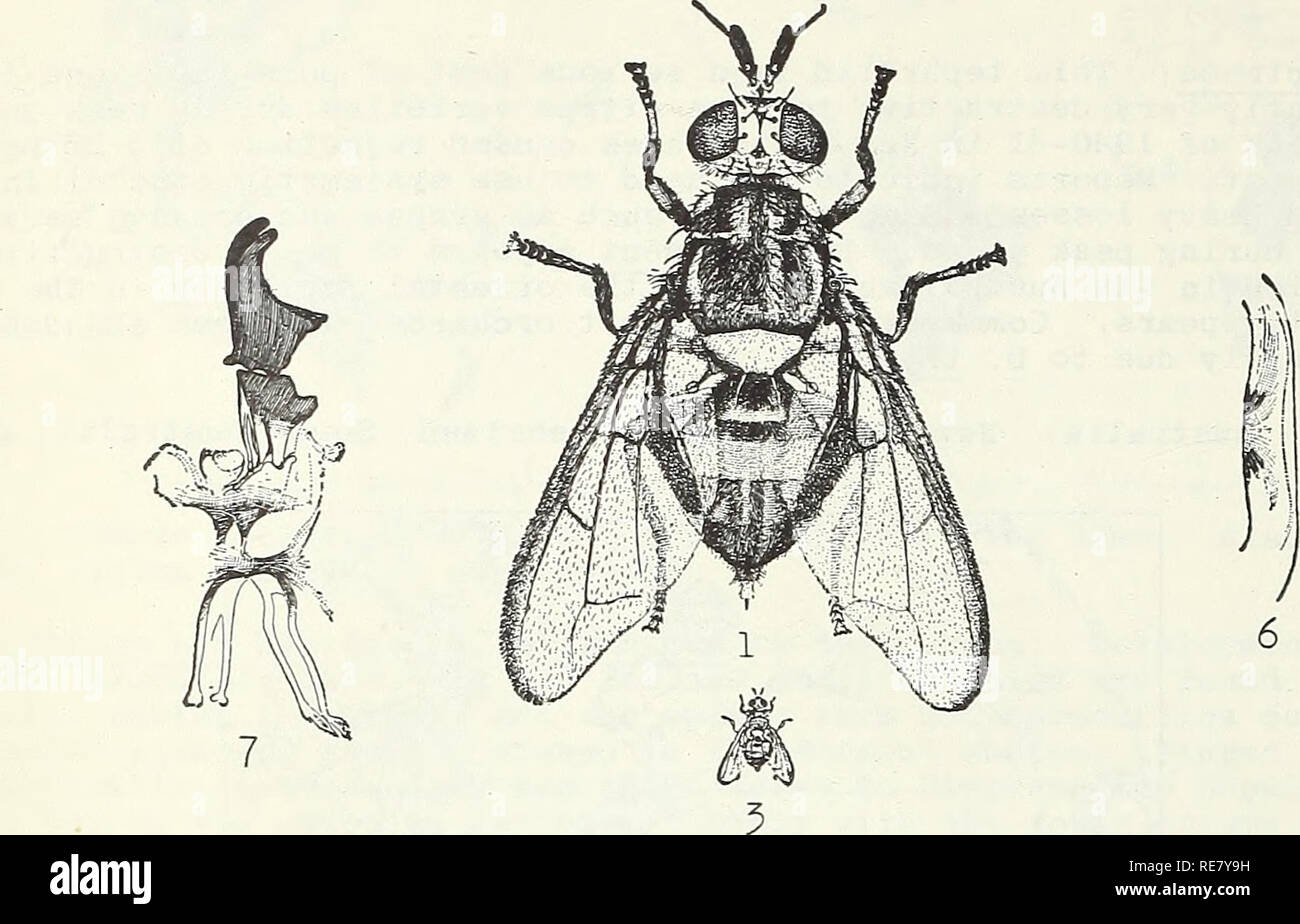 Queensland fruit fly hi-res stock photography and images - Alamy