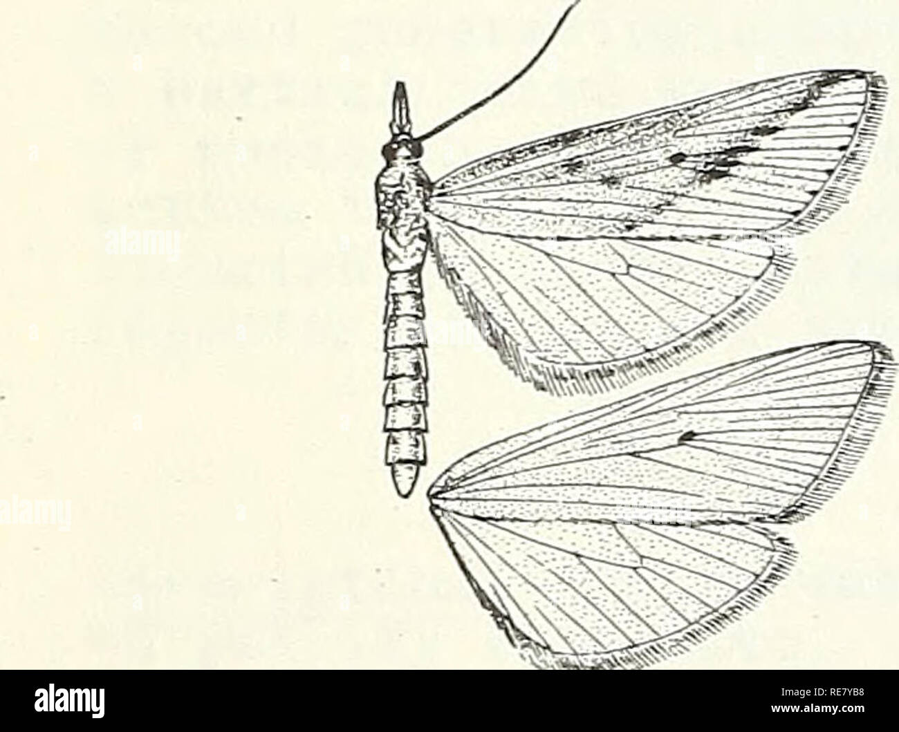 Rice stem borer hi-res stock photography and images - Alamy