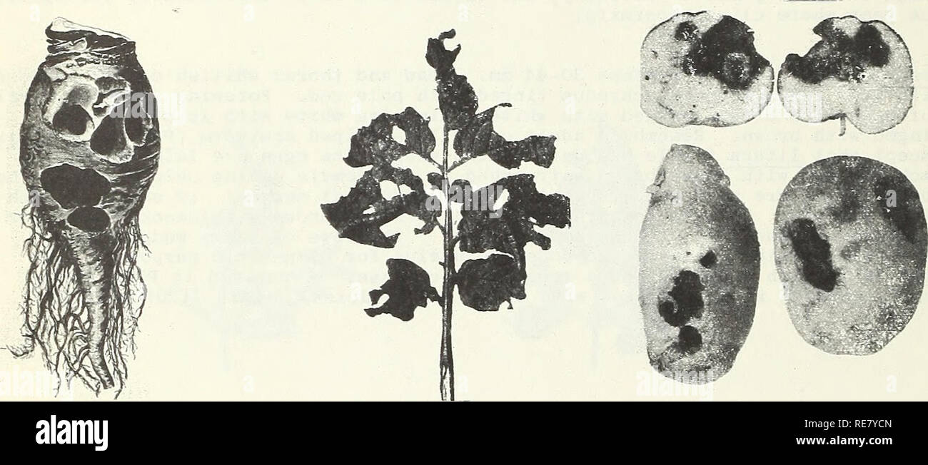 Turnip Moth High Resolution Stock Photography and Images - Alamy