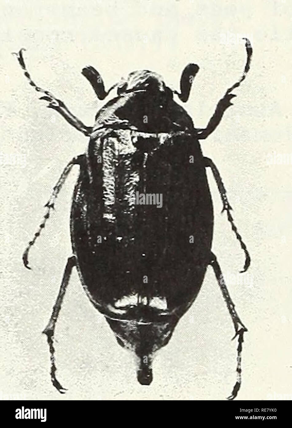 Curved adult leaves hi-res stock photography and images - Alamy