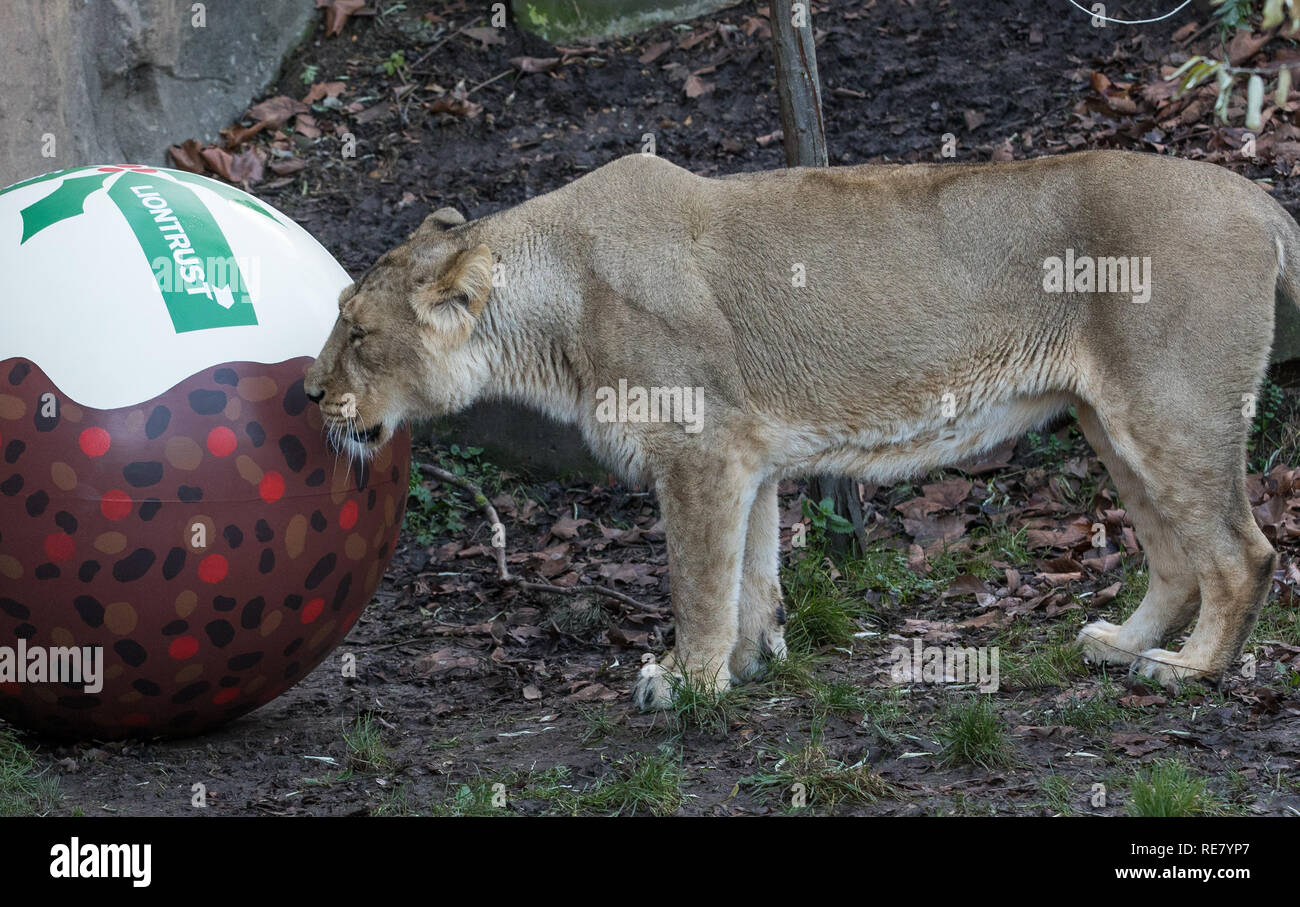 Super giant animals hi-res stock photography and images - Alamy