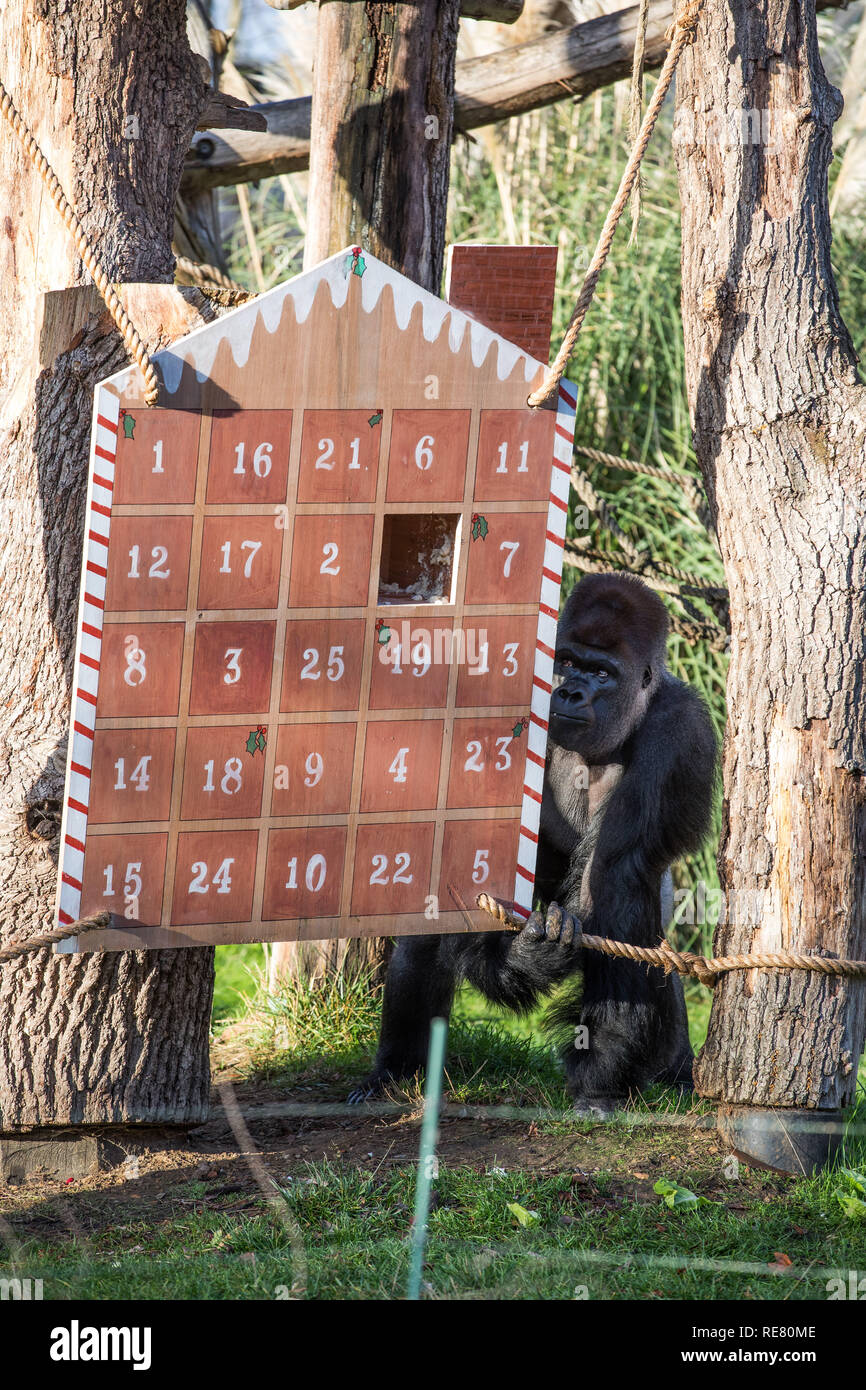 Counting down to Christmas, keepers created a giant advent calendar for ...