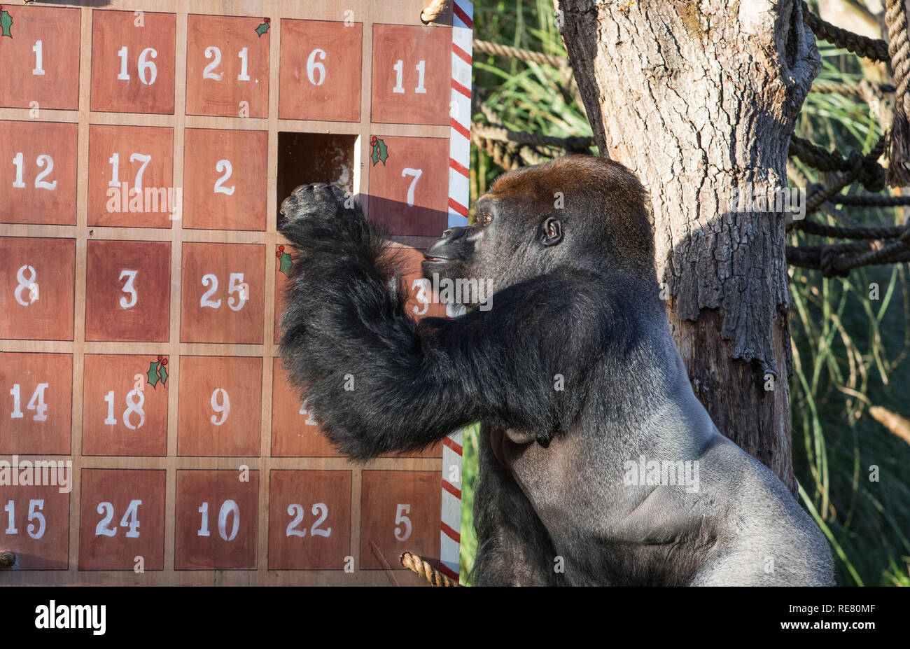 Super giant animals hi-res stock photography and images - Alamy