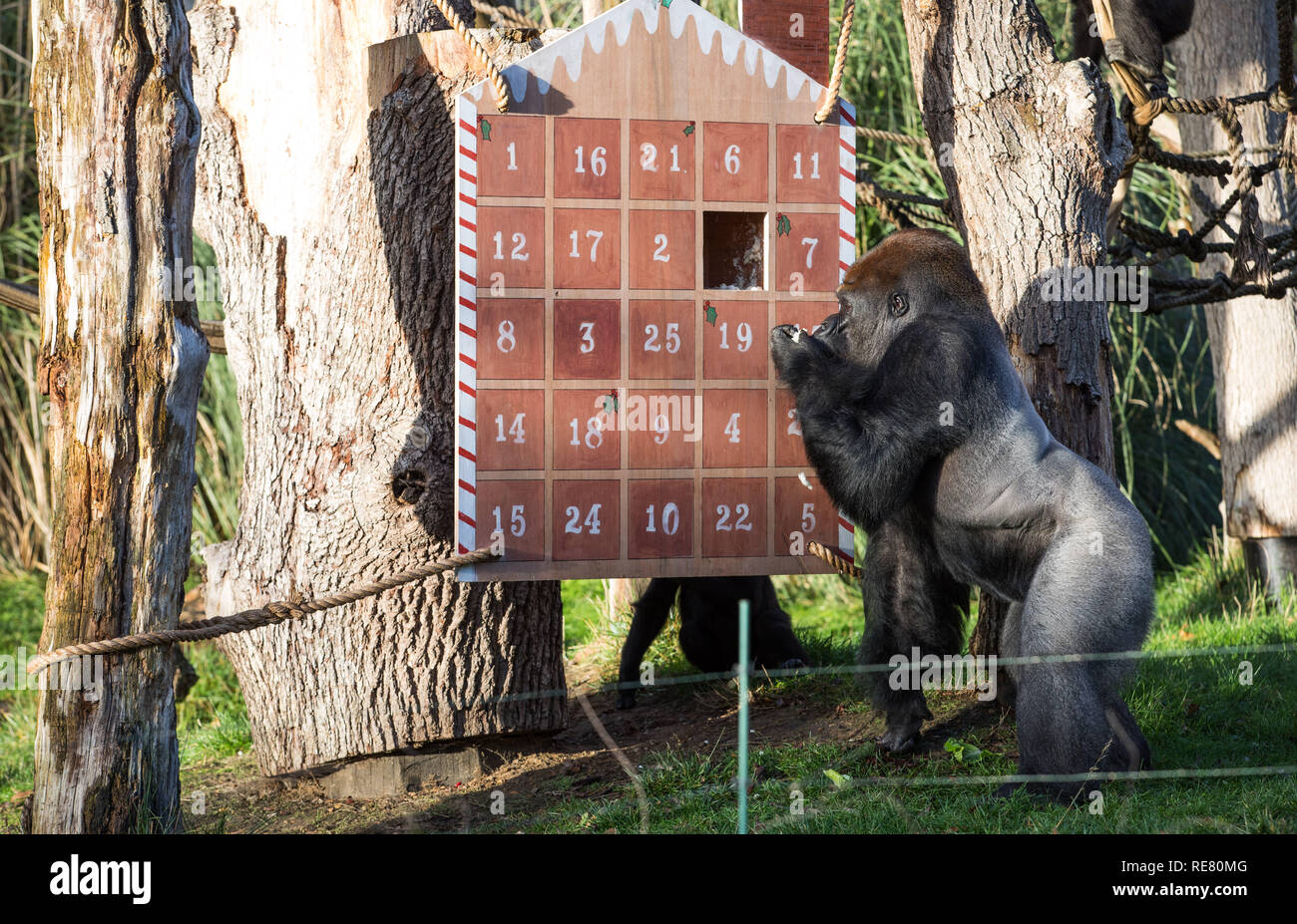 Counting down to Christmas, keepers created a giant advent calendar for ...