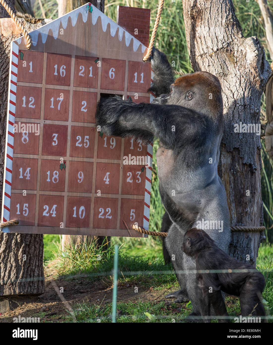 Counting down to Christmas, keepers created a giant advent calendar for ...