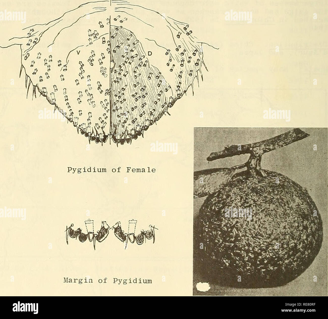 1968 imperial hi-res stock photography and images - Alamy