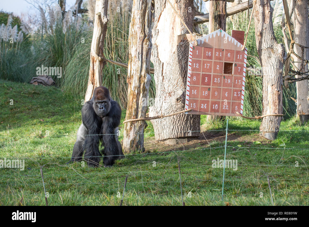 Counting down to Christmas, keepers created a giant advent calendar for ...