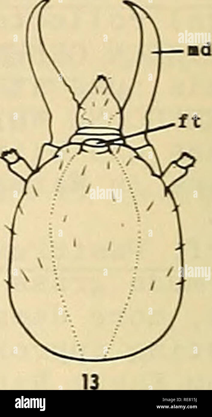 . Cooperative economic insect report. Beneficial insects; Insect pests ...