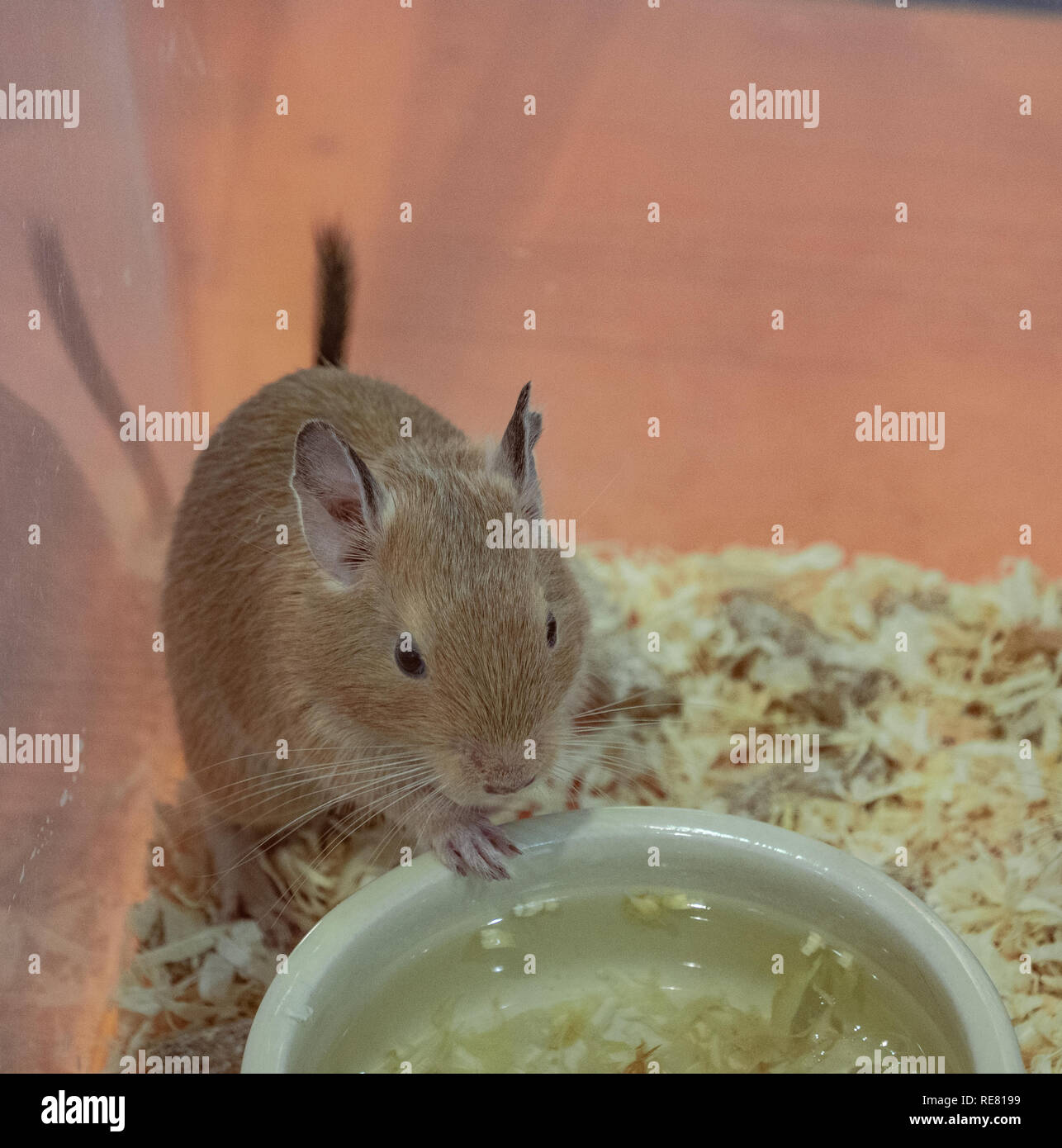 Mouse drinking water in cage hi-res stock photography and images - Alamy