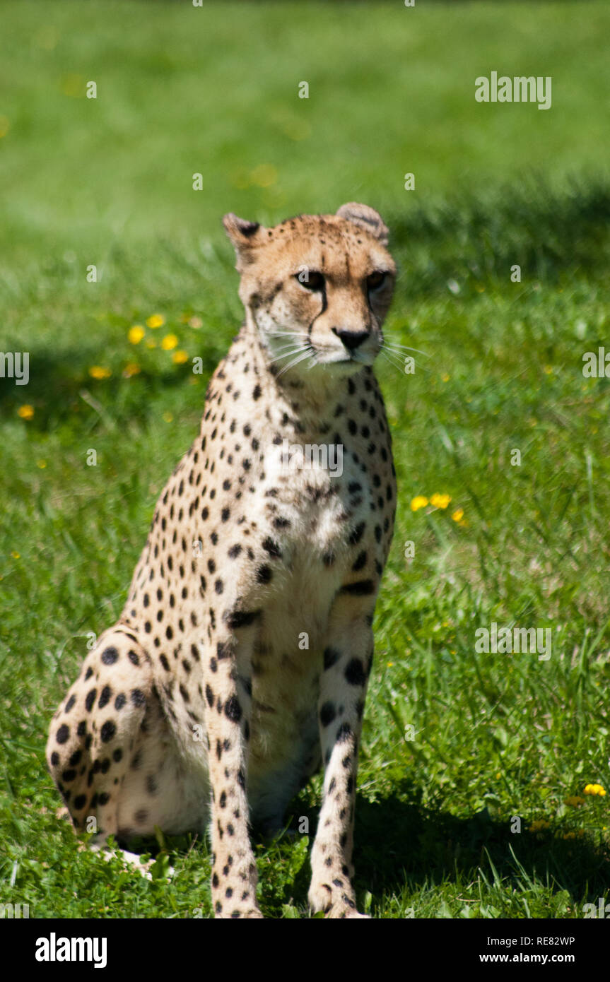 Toronoto hi-res stock photography and images - Alamy