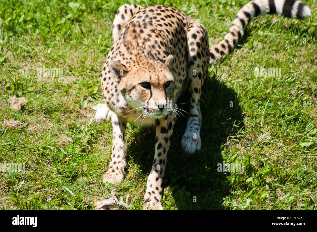 Animals in the Toronoto Zoo Stock Photo - Alamy