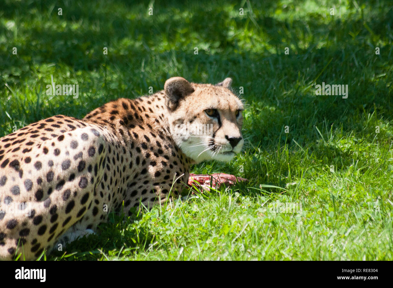 Toronoto hi-res stock photography and images - Alamy