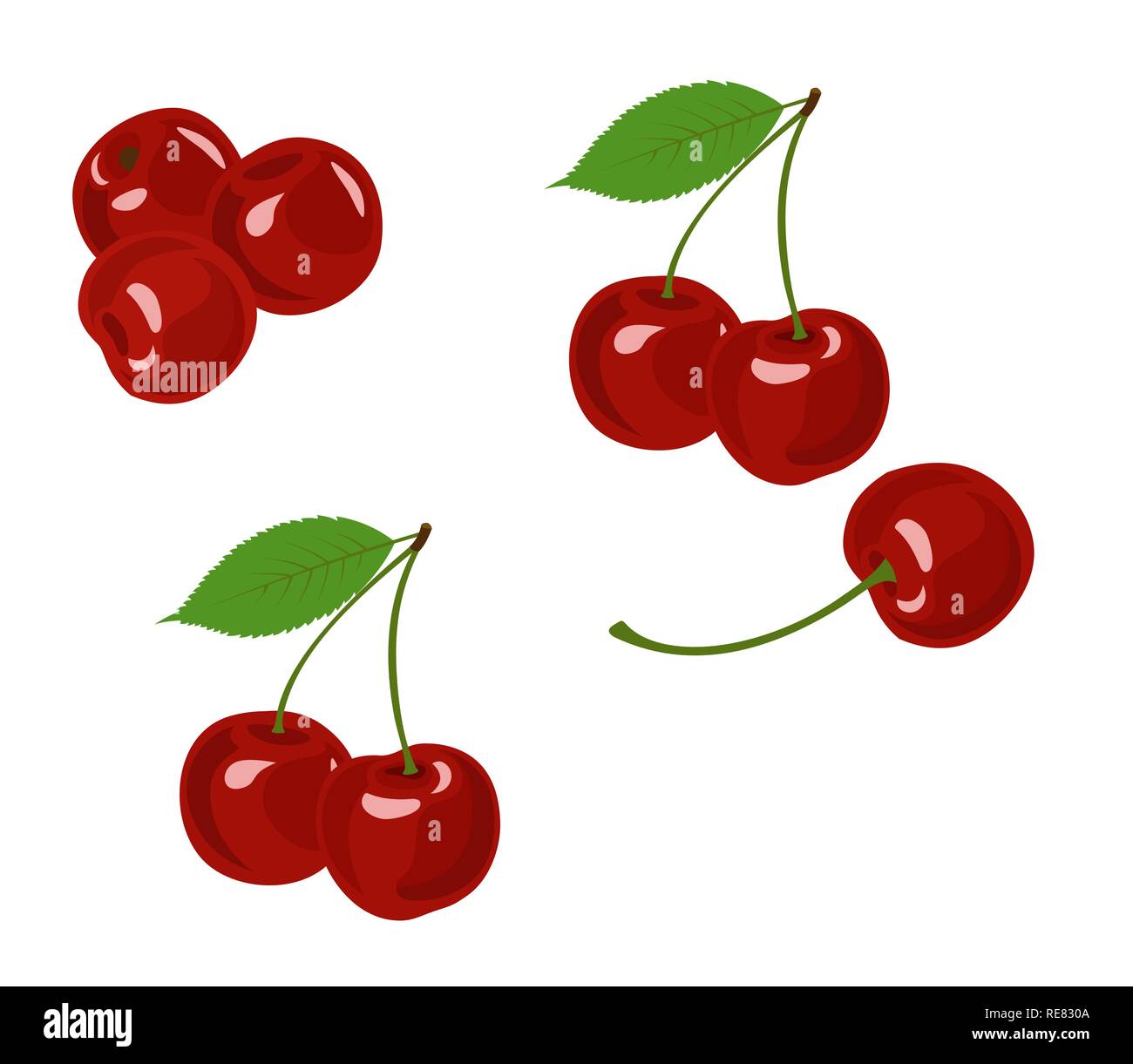 Cherry isolated vector illustration. Cherry collection on white ...