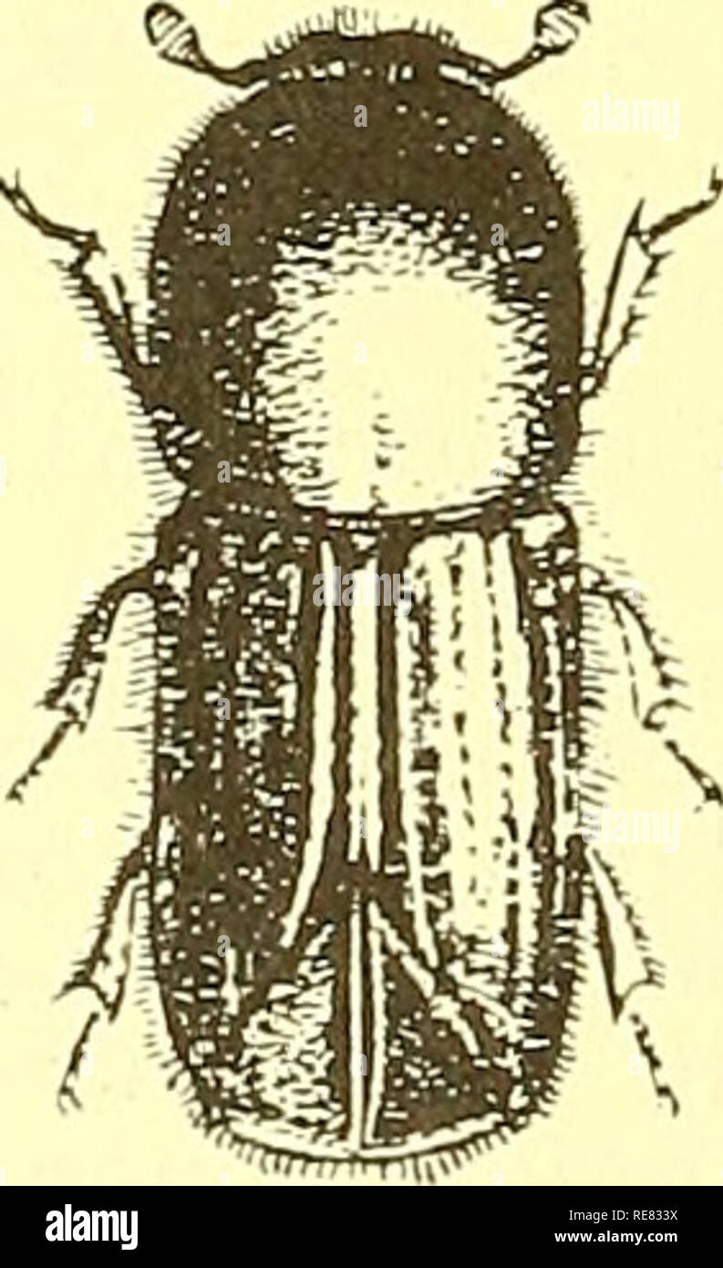 . Cooperative economic insect report. Beneficial insects; Insect pests ...