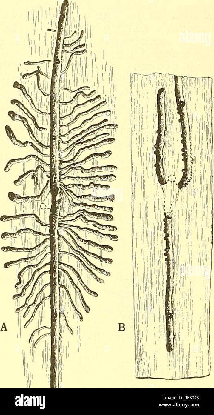 Ranular hi-res stock photography and images - Alamy