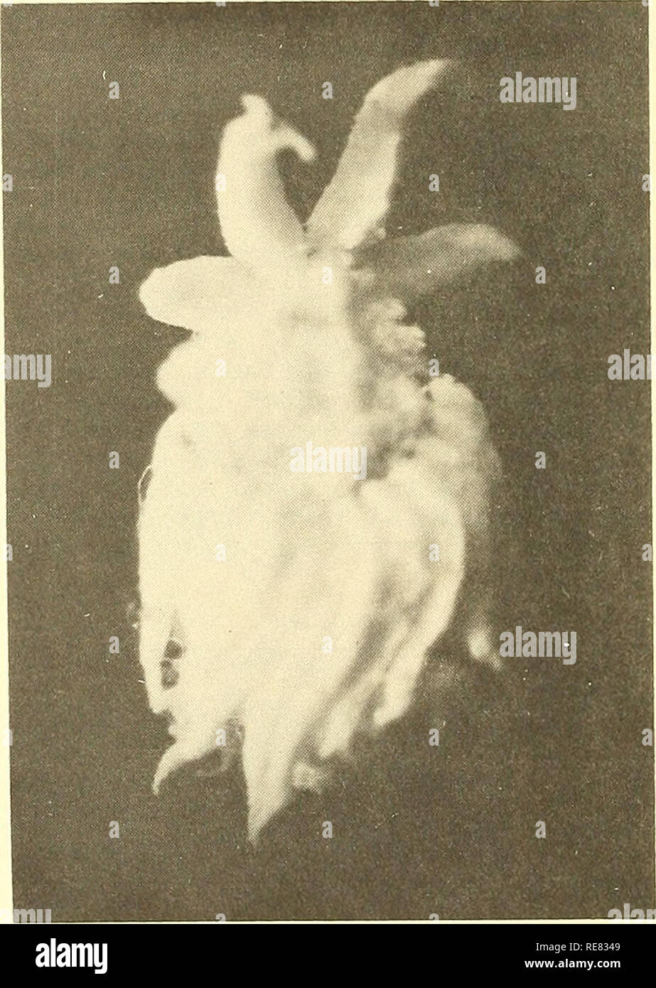 Waxy filaments hi-res stock photography and images - Alamy