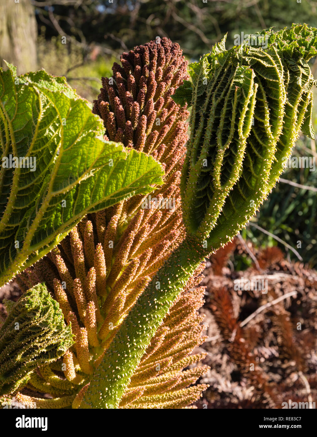 Lower and emerging leaves of Brazilian Giant Rhubarb (Gunnera manicata ...